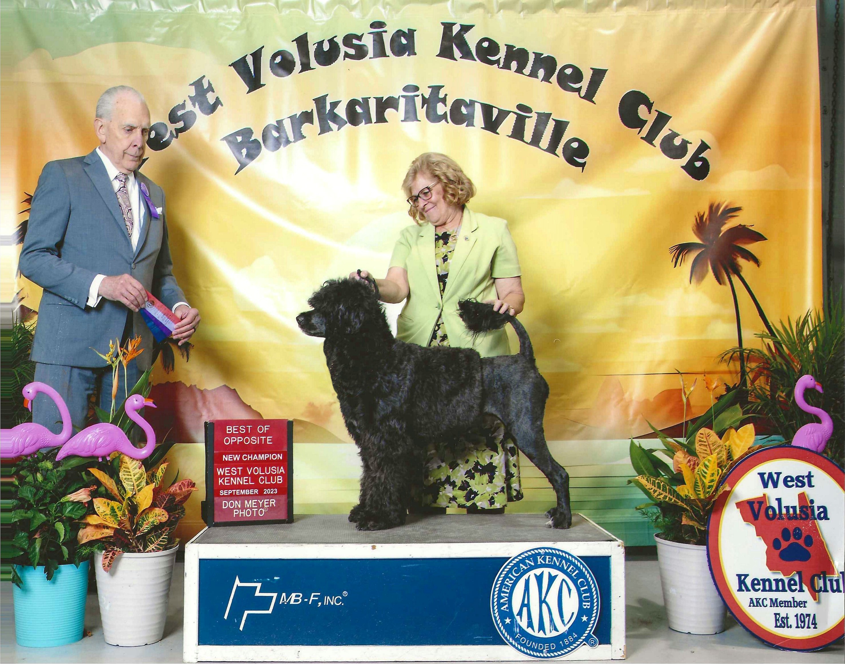 Portuguese Water Dog Puppies Caladesi PWD Portuguese Water Dog Puppies Caladesi PWD